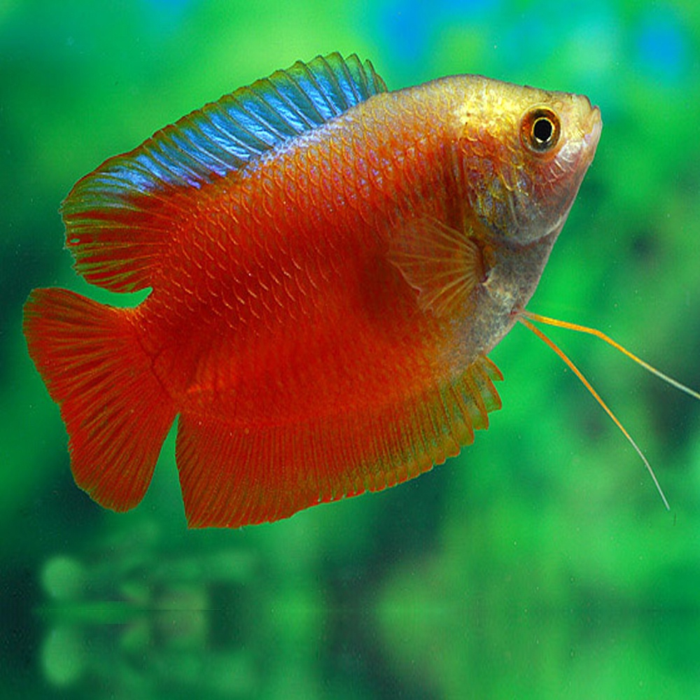 Jual Sepat Dahlia /Dwarf Gourami / Ikan hias Aquascape / Air Tawar ...