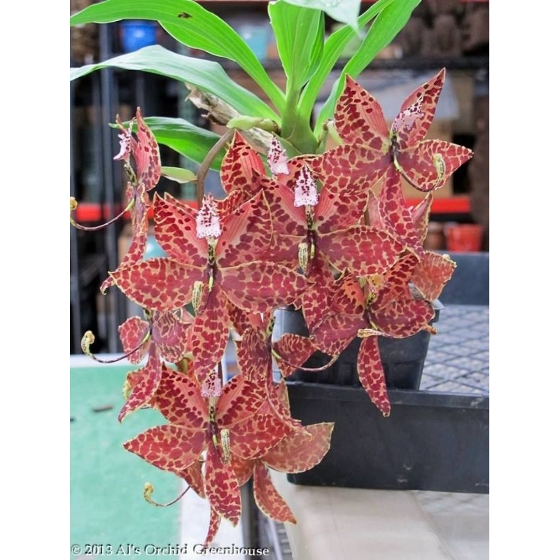 Jual Anggrek Eria Catasetum ( Hiroyuki Tanaka ) | Shopee Indonesia