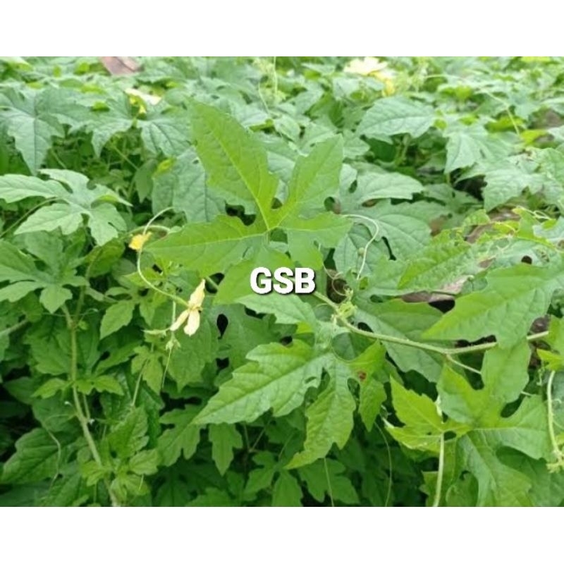 Jual Daun pare hutan daun pare liar 500 gram | Shopee Indonesia