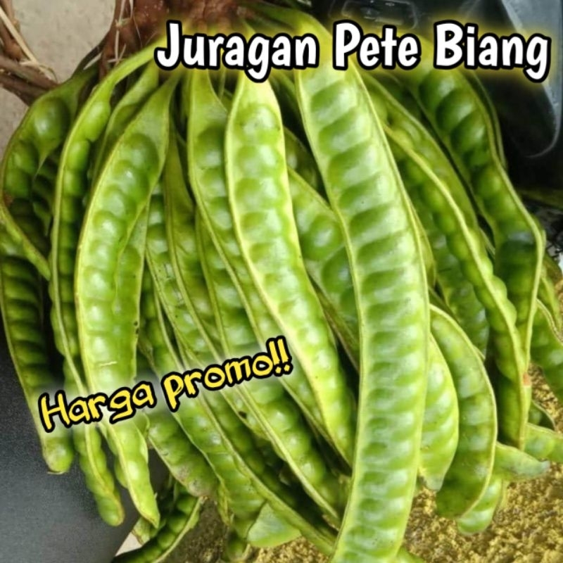Jual PETE SEGAR SUPERAN ISI 20 PAPAN/PETE SUPER/PETE MURAH/PETE TUA ...