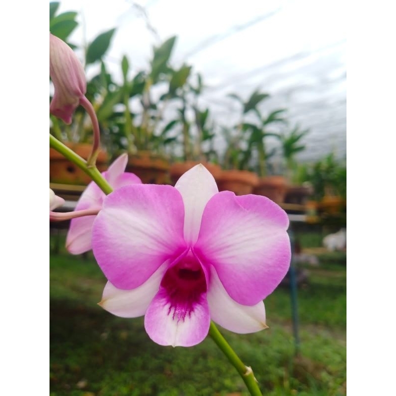 Jual PROMO ANGGREK DENDROBIUM BURANA RACHA DEWASA | Shopee Indonesia