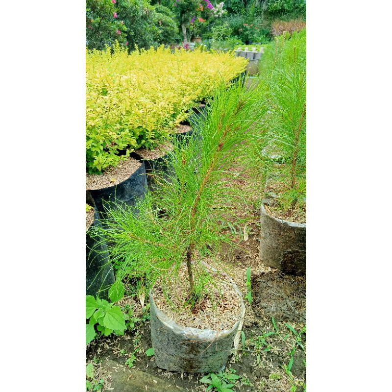Jual Bibit pohon pinus tinggi tanaman(30-40cm) | Shopee Indonesia
