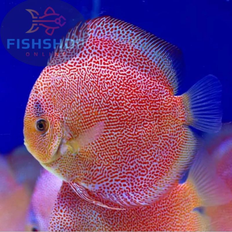 Jual Ikan Hias Discus Super panthera size 2 cm / 1 Inch | Shopee Indonesia