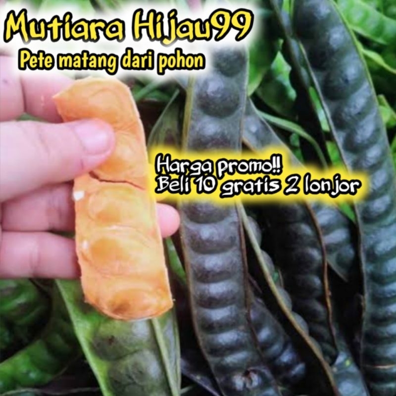 Jual PETE MATANG DARI POHON ISI 10 LONJOR/PETE TUA SUPER/PETE SEGAR ...