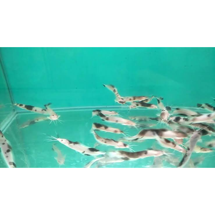 Jual Bibit Ikan Lele Albino / Bibit Lele Sapi / Ikan Hias Air Tawar ...