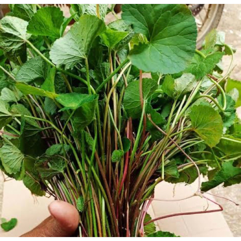 Jual Daun pegagan merah segar daun tapak kuda 500 gram-az | Shopee ...