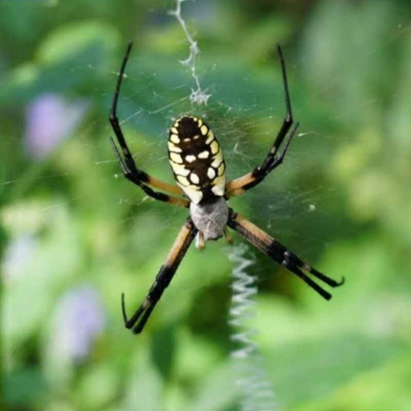 Jual Koleksi Hobi Spider Laba-Laba Murah | Shopee Indonesia