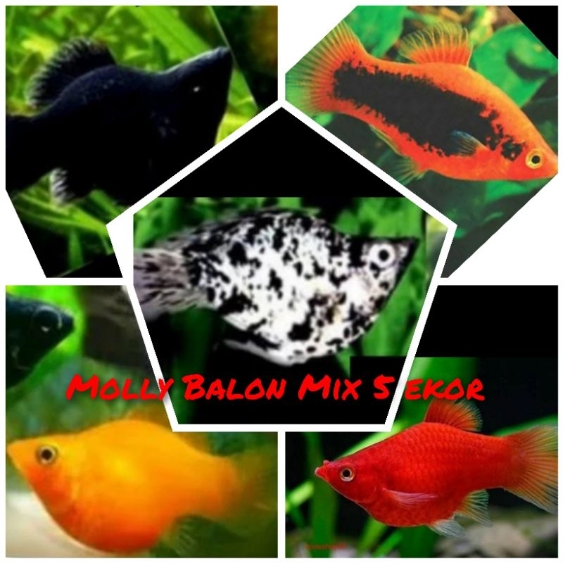 Jual Molly Balon Mix isi 5 ekor/Aquascape | Shopee Indonesia
