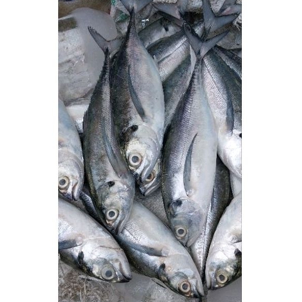 Jual Ikan Tengkek Segar 1kg | Shopee Indonesia