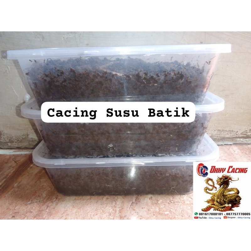 Jual CACING SUSU BATIK BELI 6 BOK BONUS 1 BOK | Shopee Indonesia