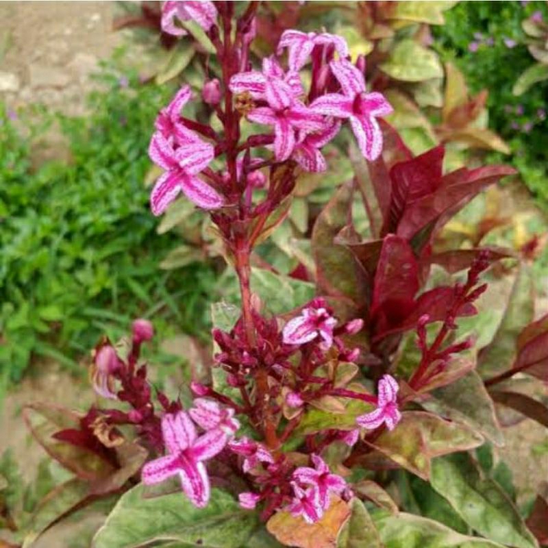 Jual Bibit Bunga Melati Jepang Variegata Merah Pohon dan Stek Erpah ...