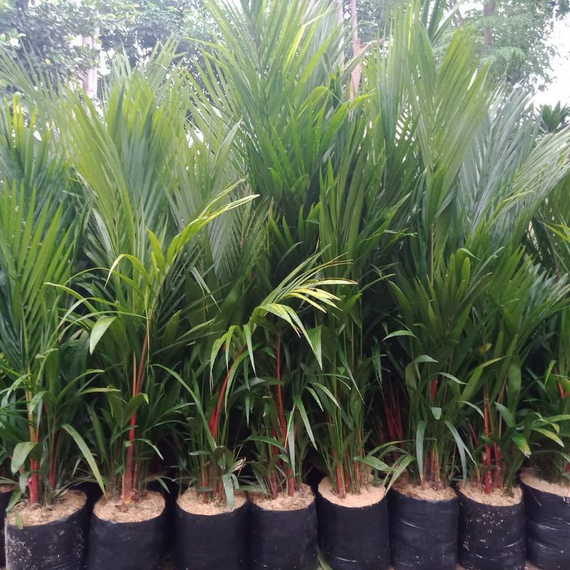 Jual Tanaman Pohon Palm Merah 1 meter - Tanaman Hias Palem - Tanaman ...