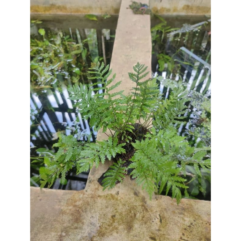 Jual kayu rentek pakis aquascape | Shopee Indonesia