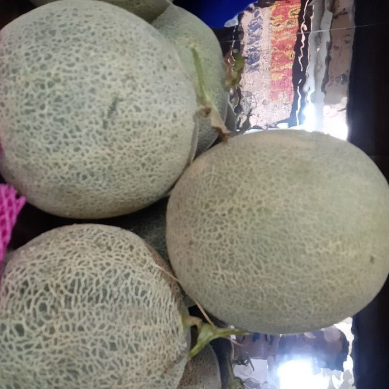 Jual MELON OREN _ 1PCS | Shopee Indonesia