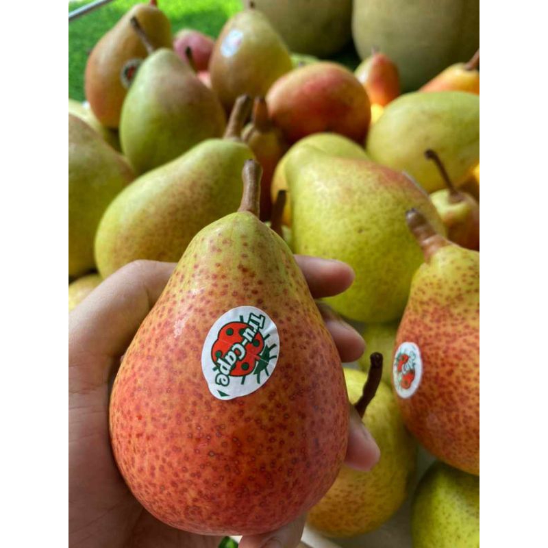 Jual Buah Pear Forelle Afrika 1kg | Shopee Indonesia