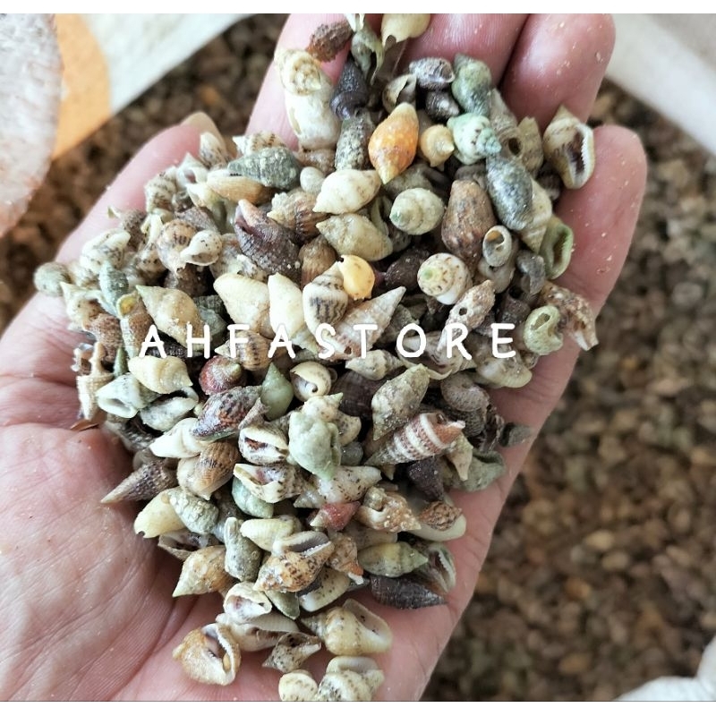 Jual Cangkang Kerang Krikil / Kerang Kecil 1 Kg | Shopee Indonesia