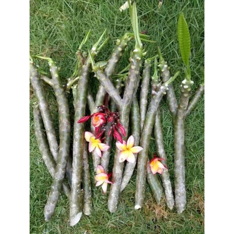 Jual Stek batang kamboja bali (Plumeria acuminatabisa) - random warna ...