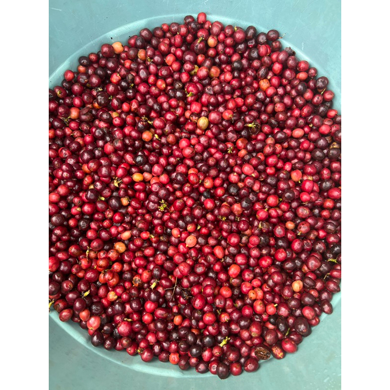 Jual petik merah (cherry) | Shopee Indonesia