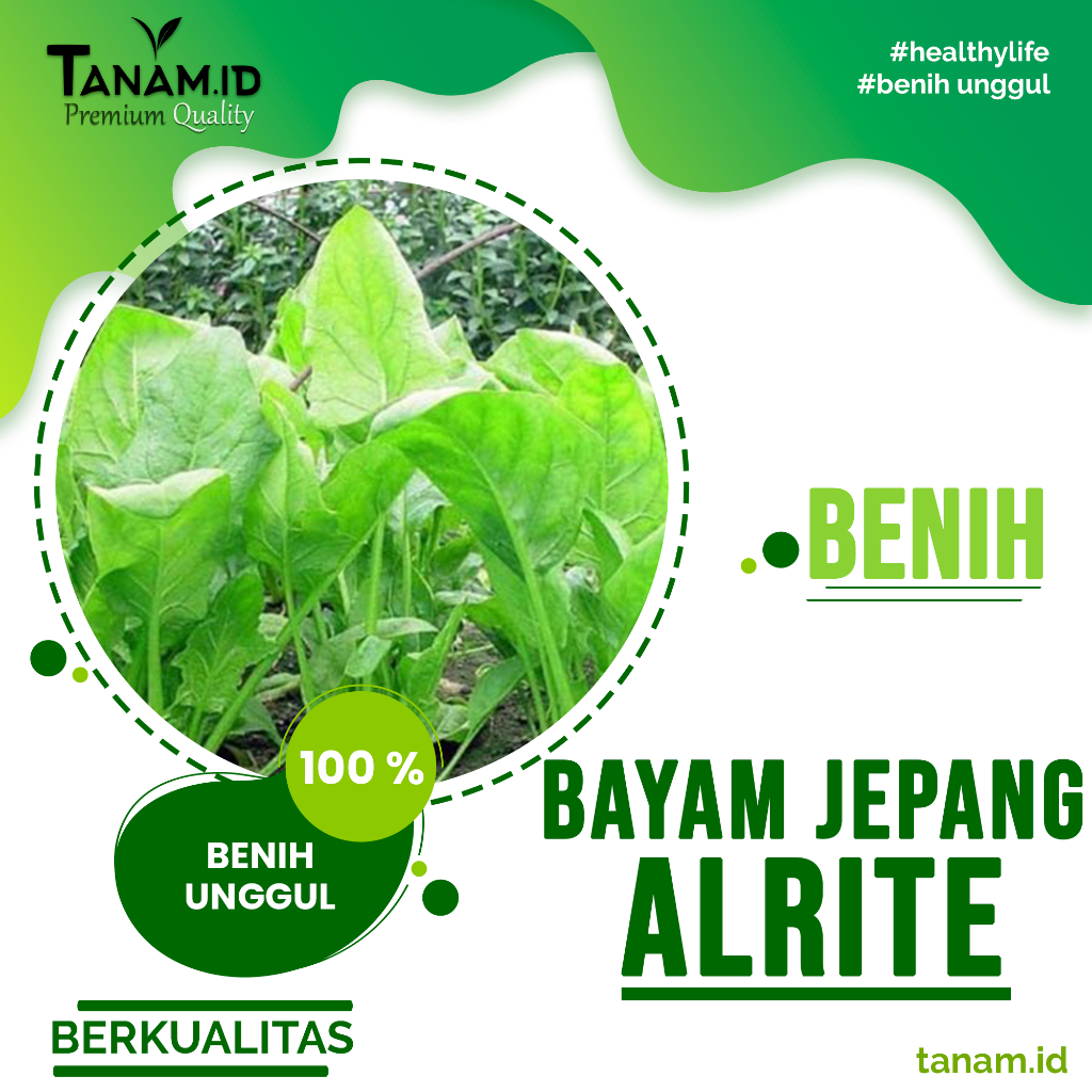 Jual 25 Biji - Benih Bayam Jepang SUPER ALRITE F1 - TAKII JEPANG Spinach Hibrida Alrite ECER ...