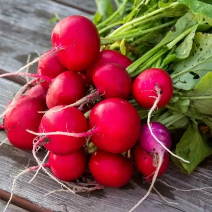 Jual Benih Biji Cherry Radish Cherry Belle - Lobak Ceri Merah Kemasan ...