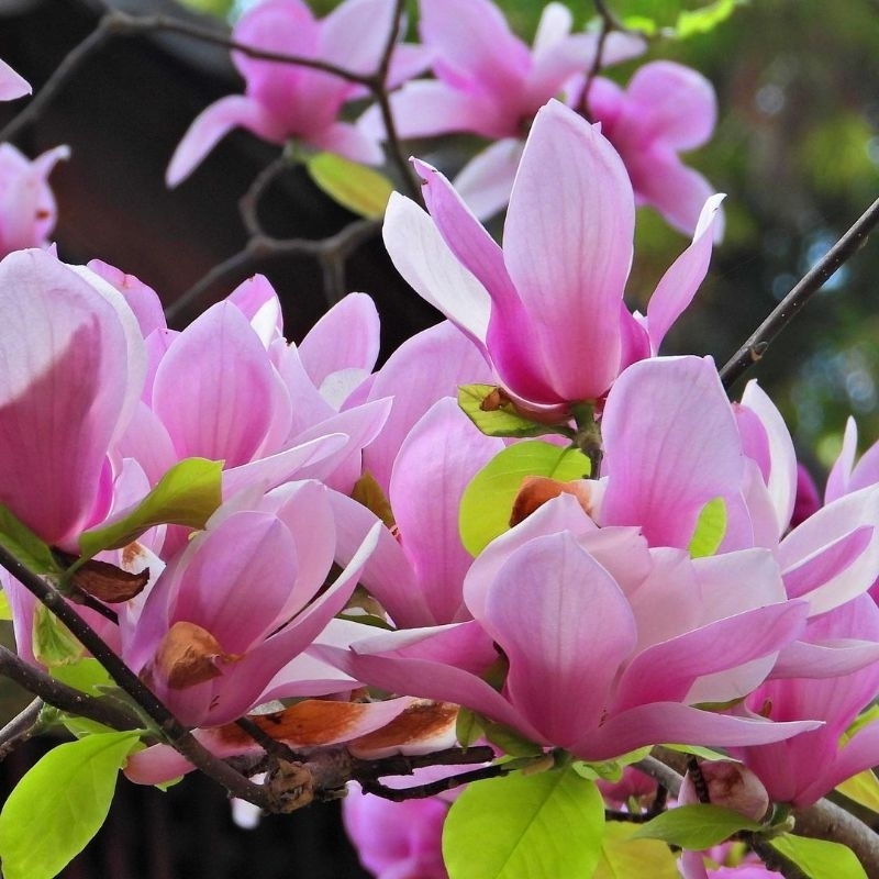 Jual Bibit tanaman bunga putih pink wangi saucer magnolia (M. x ...