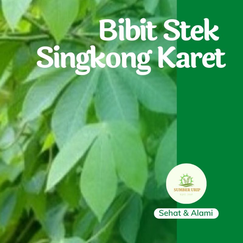 Jual Bibit Stek Singkong Karet Ketela Pohon | Shopee Indonesia