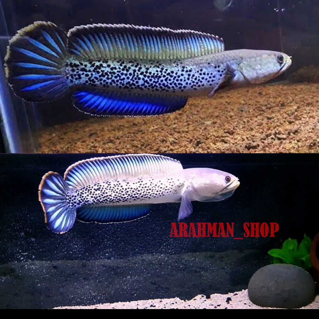 Jual Ikan Channa Stewarti - Ikan Predator - Ikan Chana - Ikan Cana ...