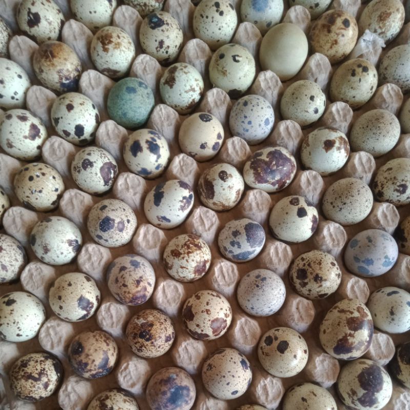 Jual paket telur puyuh 20 butir | Shopee Indonesia
