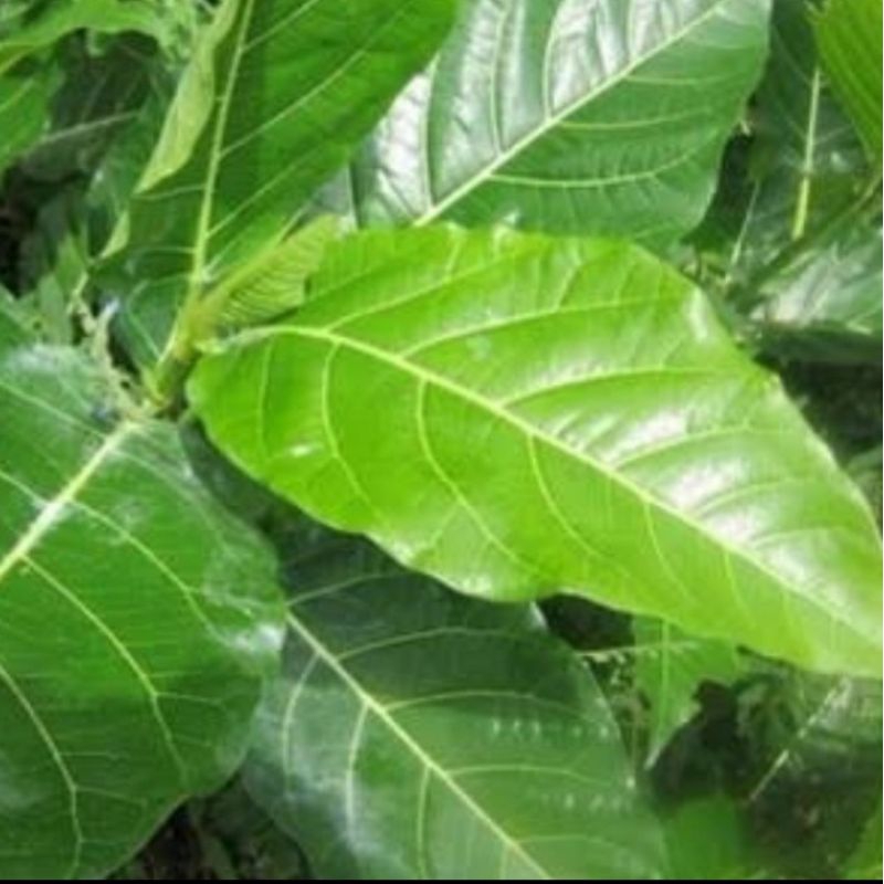 Jual daun awar awar/kuciaat segar 1kg | Shopee Indonesia