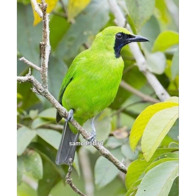 Jual Burung ijo big size gacoran jinak | Shopee Indonesia