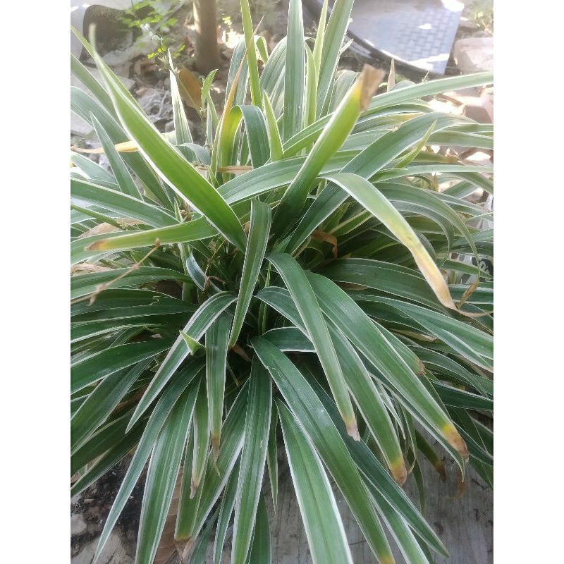 Jual Tanaman hias Lili paris umbi spider plant | Shopee Indonesia