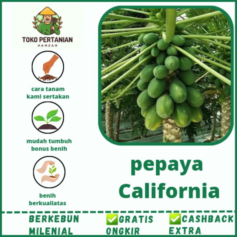 Jual 25 benih bibit pepaya california F1 IPB CALINA HIBRIDA SUPER POHON ...