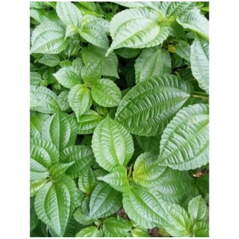 Jual paket hemat daun poh pohan lalapan sunda segar fer 500 gram ...