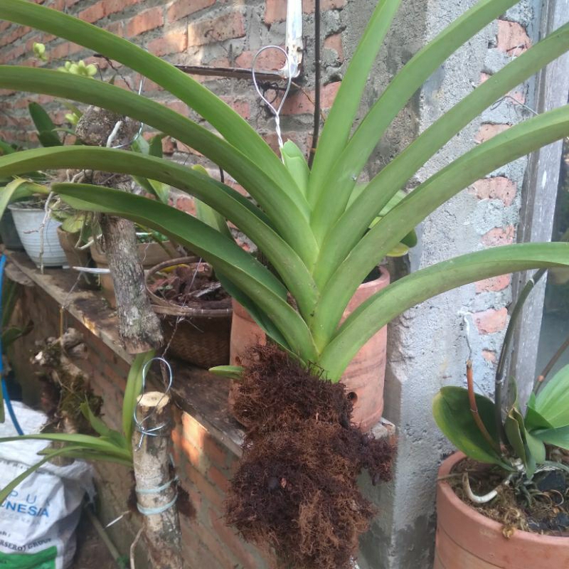 Jual anggrek vanda tricolor sudah ditempel di media kayu | Shopee Indonesia