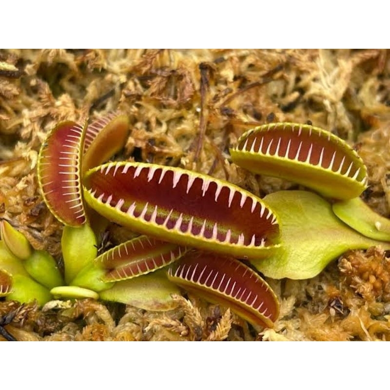 Jual Venus Flytrap Alien, vtf Alien | Shopee Indonesia