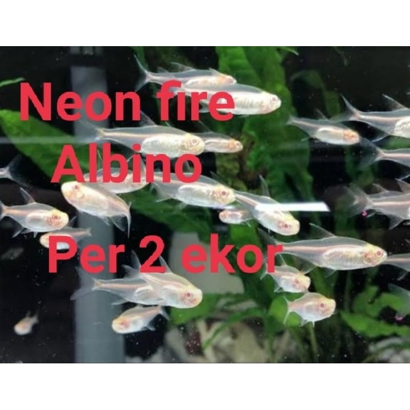 Jual glowlight neon fire albinoo Tetra, per 3 ekor ikan hias air tawar ...