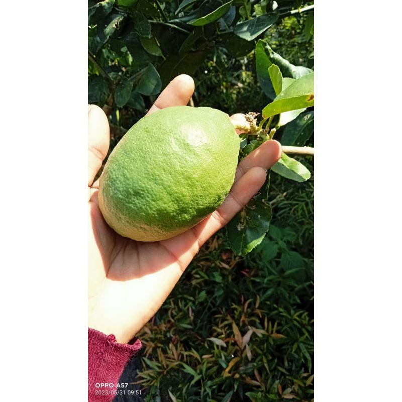 Jual Tanaman Jeruk Pepaya (jerpaya) | Shopee Indonesia