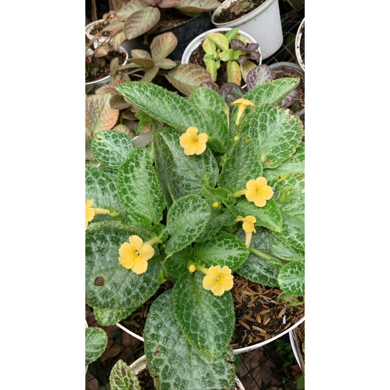 Jual Episcia that yellow bird (bunga kuning) | Shopee Indonesia