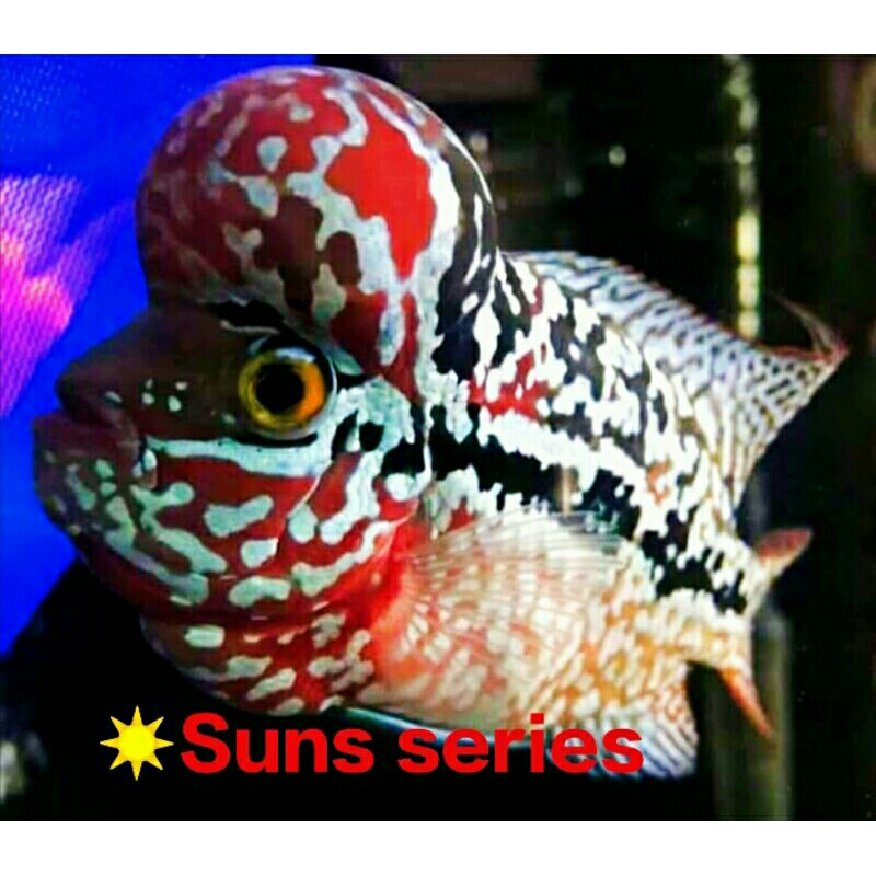 Jual Suns76 Burayak VIP King Kamfa F2 Red Black Tiger Ori Thailand ...