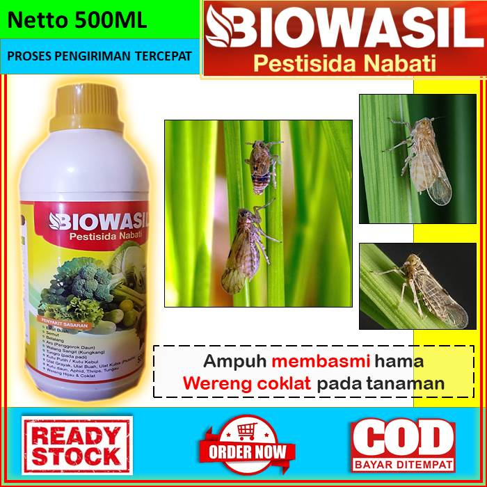 Jual OBAT ANTI HAMA WERENG COKLAT UNTUK TANAMAN PADI [BIOWASIL] Obat ...