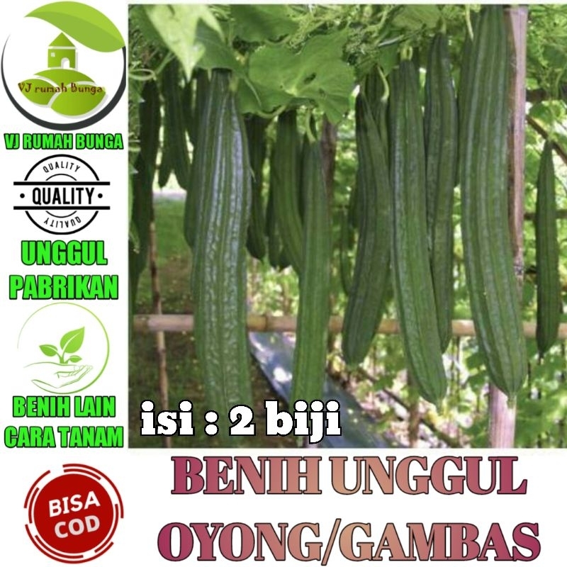 Jual Benih Sayuran Merambat Benih Bibit Labu Gambas Oyong Kacang Kapri ...