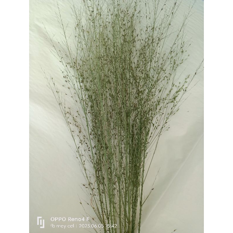 Jual bunga kering padi_padian | Shopee Indonesia