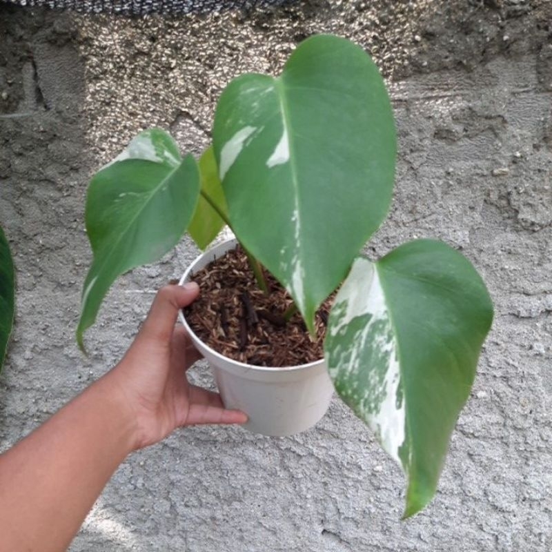 Jual monstera variegata marble | Shopee Indonesia