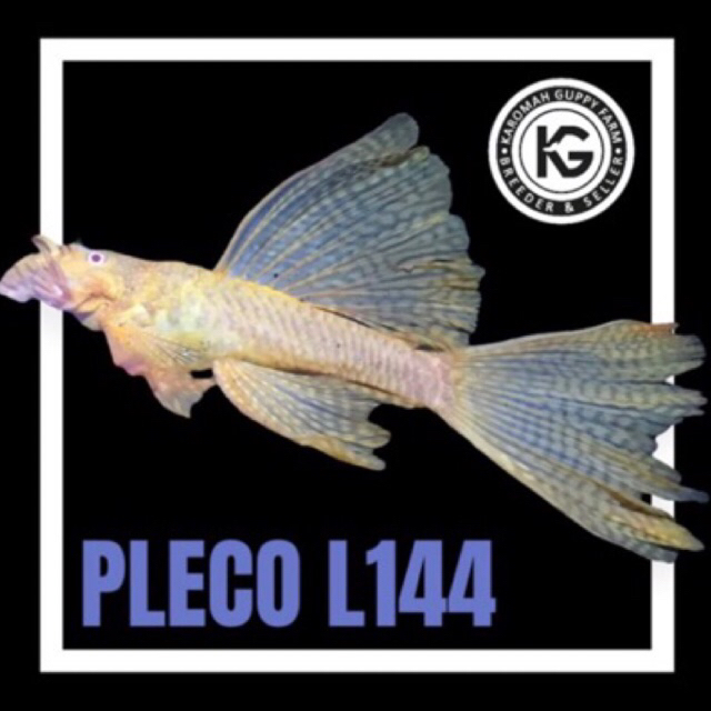 Jual Perlengkapan Aquarium Pembersih alga 4-6cm sapu mini pleco L144 ...