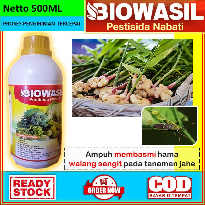 Jual OBAT ANTI HAMA WALANG SANGIT UNTUK TANAMAN JAHE [BIOWASIL] Obat ...