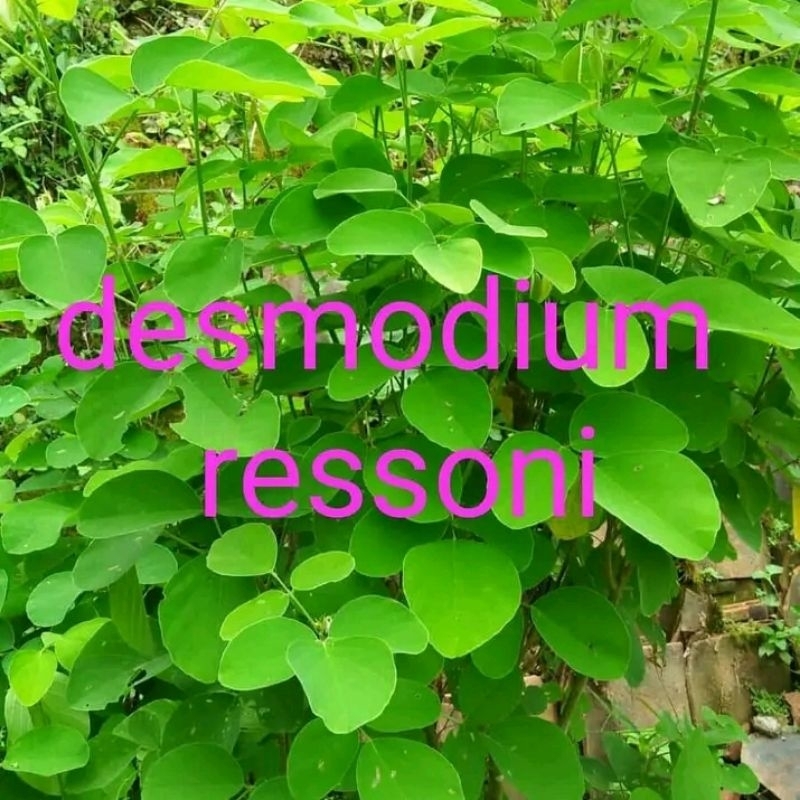 Jual Biji Desmodium Rensoni termurah | Shopee Indonesia