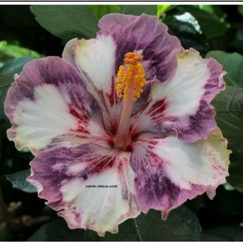 Jual PROMO!!TANAMAN HIAS HIBISCUS VARIEGATA GRADASI PURPEL//BUNGA ...