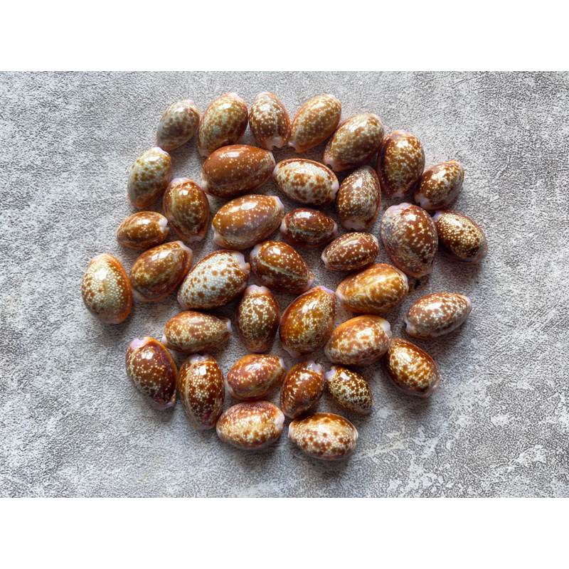 Jual CANGKANG KERANG EROSARIA HELVOLA / NARIA HELVOLA / HONEY COWRY ...