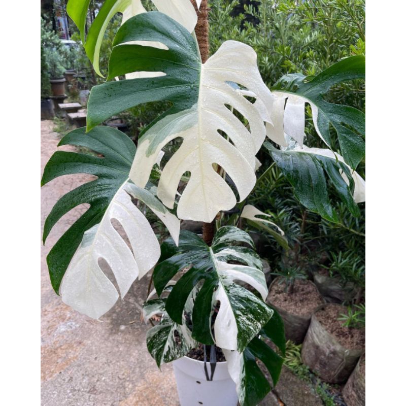 Jual Monstera Delicosia Var | Shopee Indonesia