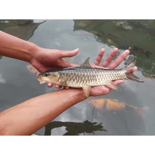 Jual Ikan Mahseer Terlengkap & Harga Terbaru Juni 2024 | Shopee Indonesia